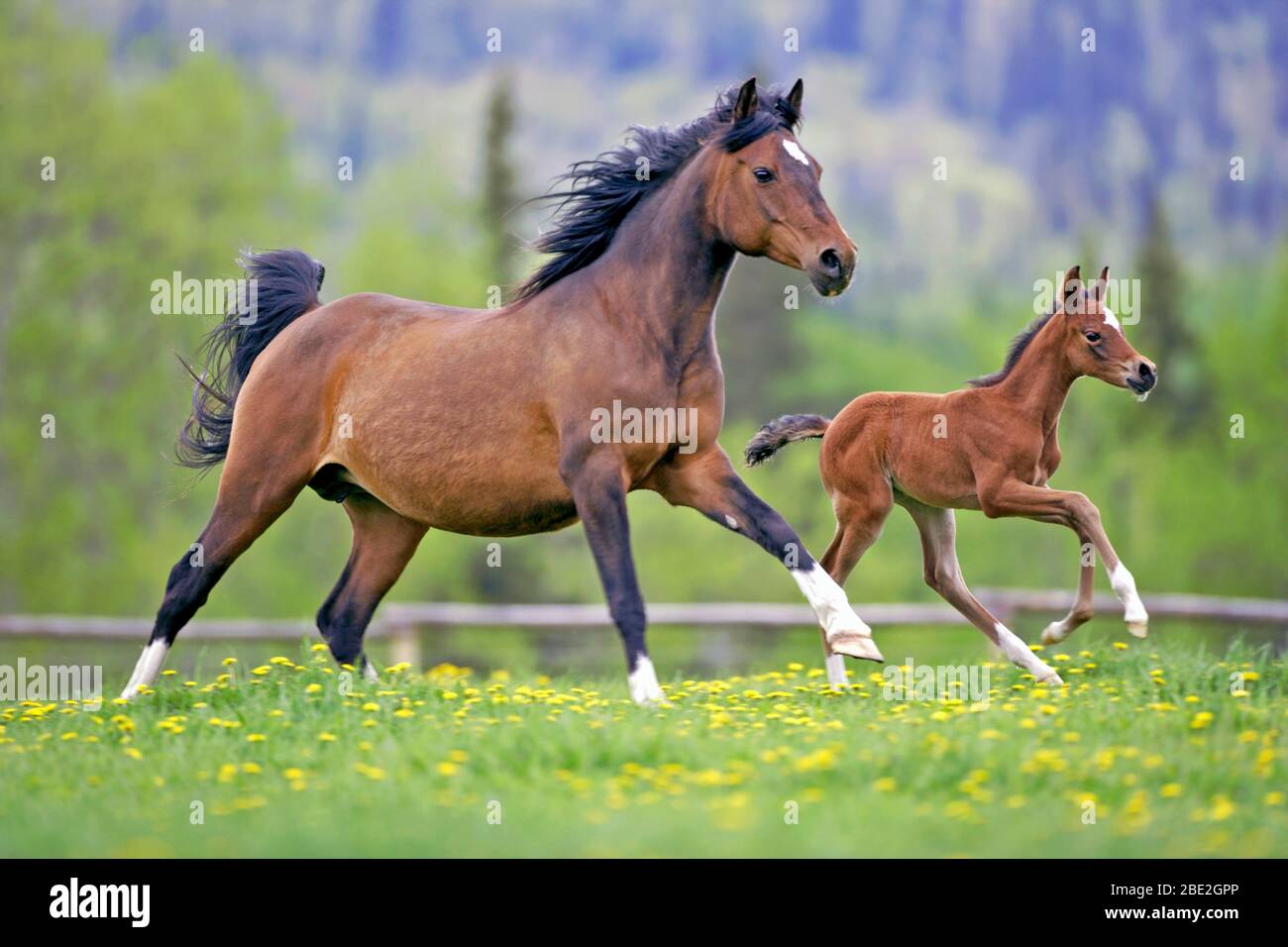 Bay Arabian Mare and Foal running together in a field of blooming ...