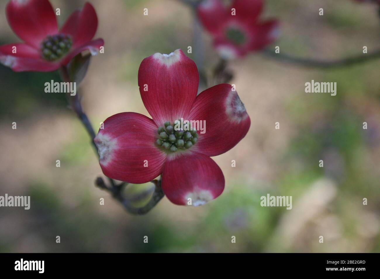 Red Petal Dogwood at Ruth Park Golf Course Stock Photo - Alamy
