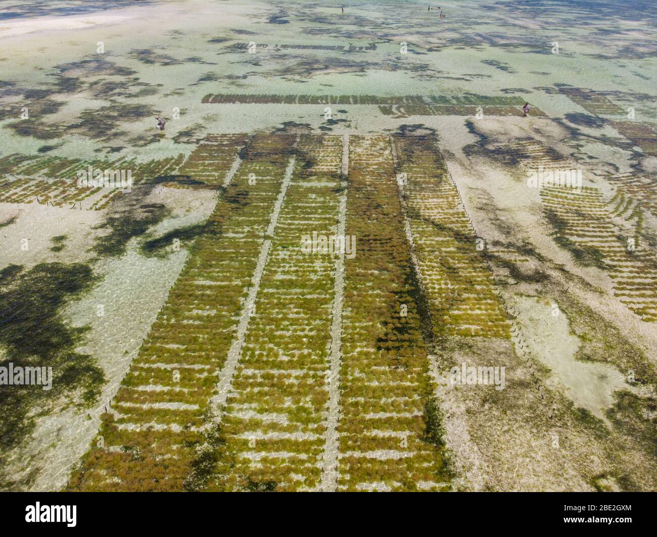 Aerial view of seaweed plantation hi-res stock photography and images ...