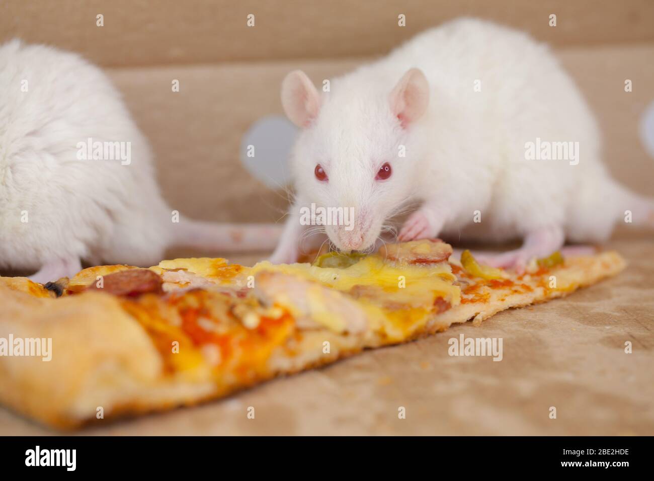 Unsanitary conditions. violation of food production. Surveillance of ...