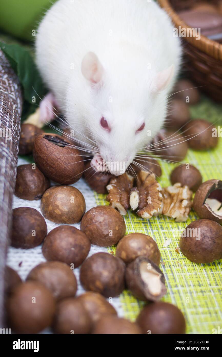 rat eating macadamia nut Stock Photo - Alamy