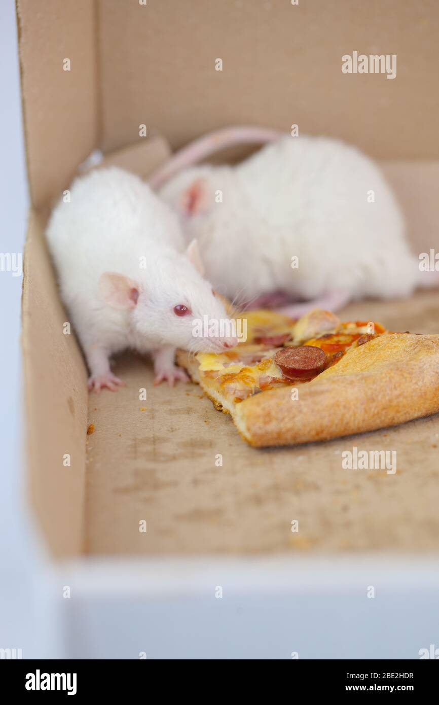 Unsanitary conditions. violation of food production. Surveillance of ...