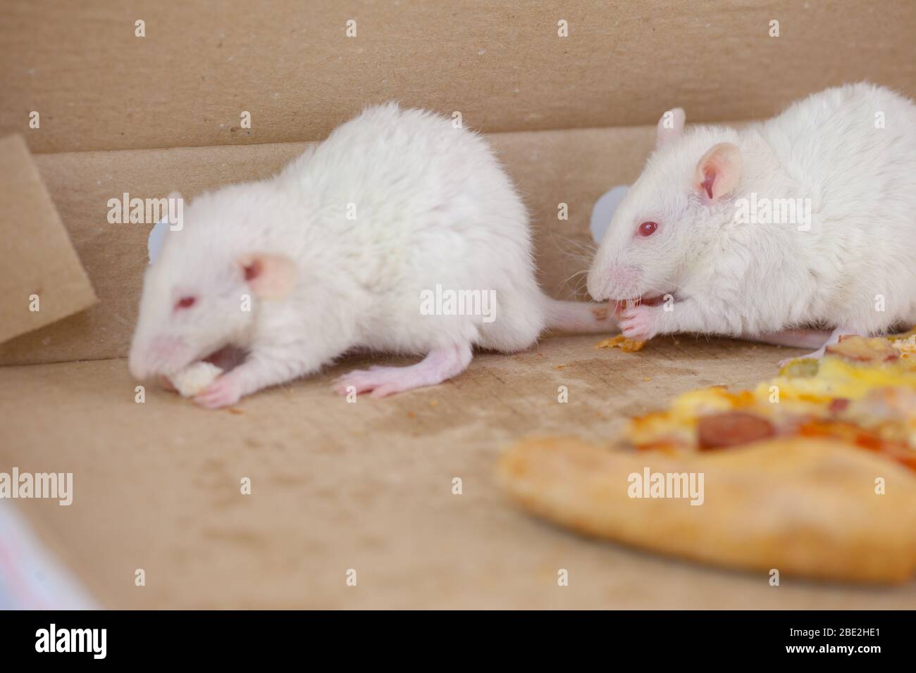 Unsanitary conditions. violation of food production. Surveillance of ...