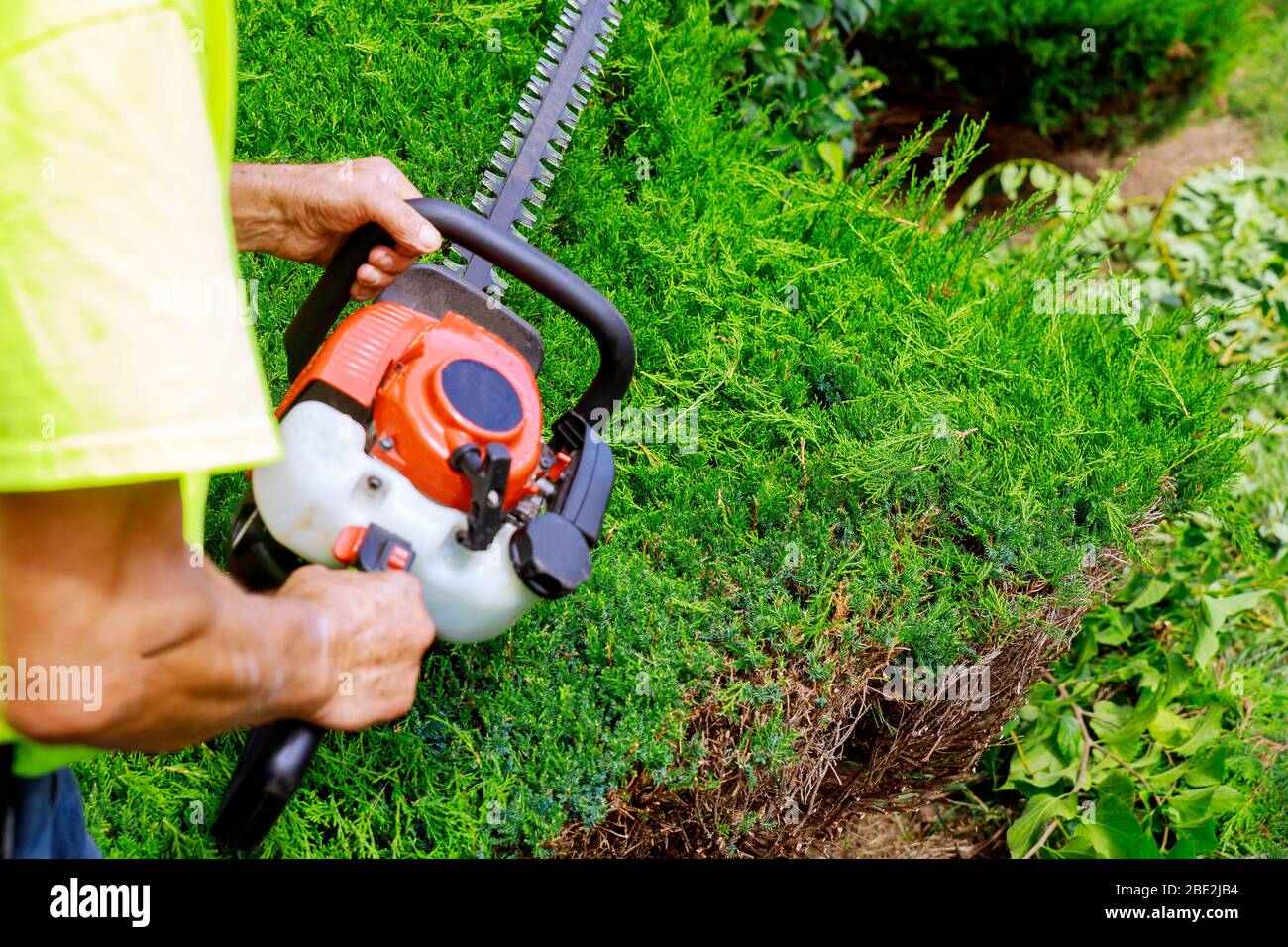 Pruning trees with gardener in pruning trees with trimmer Stock Photo ...