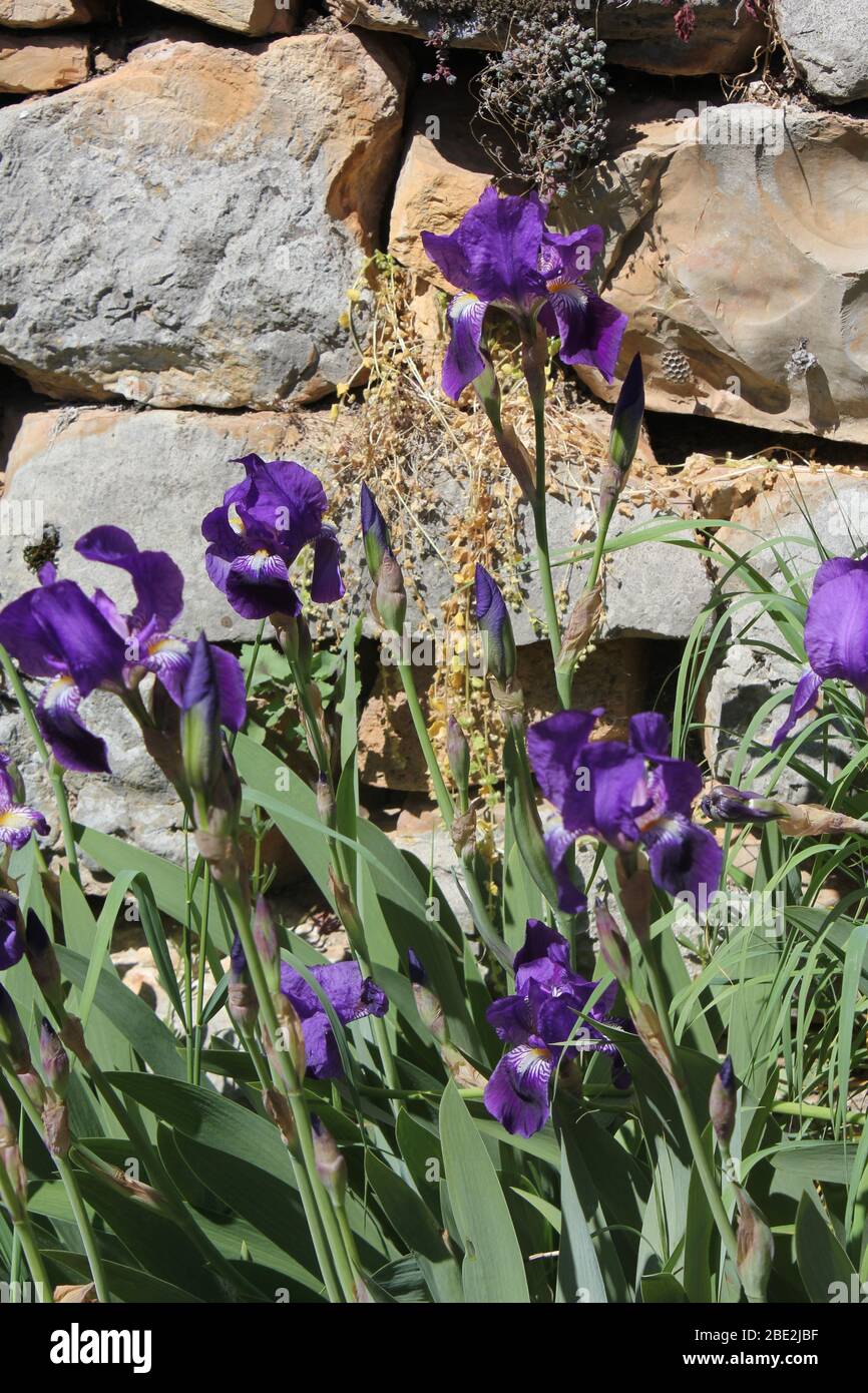 Dormant Bulb Garden High Resolution Stock Photography and Images - Alamy