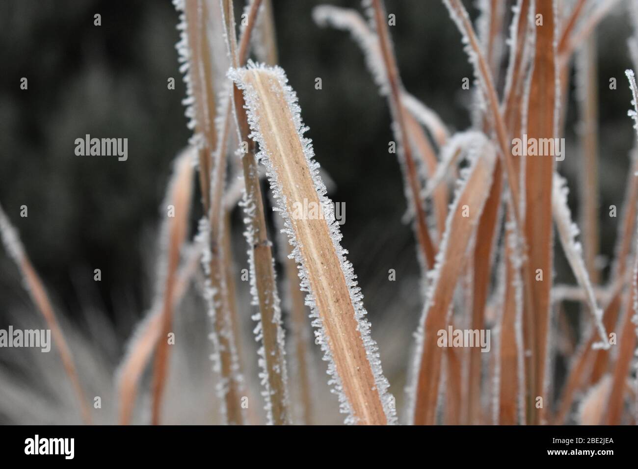 Dry frozen grass hi-res stock photography and images - Alamy