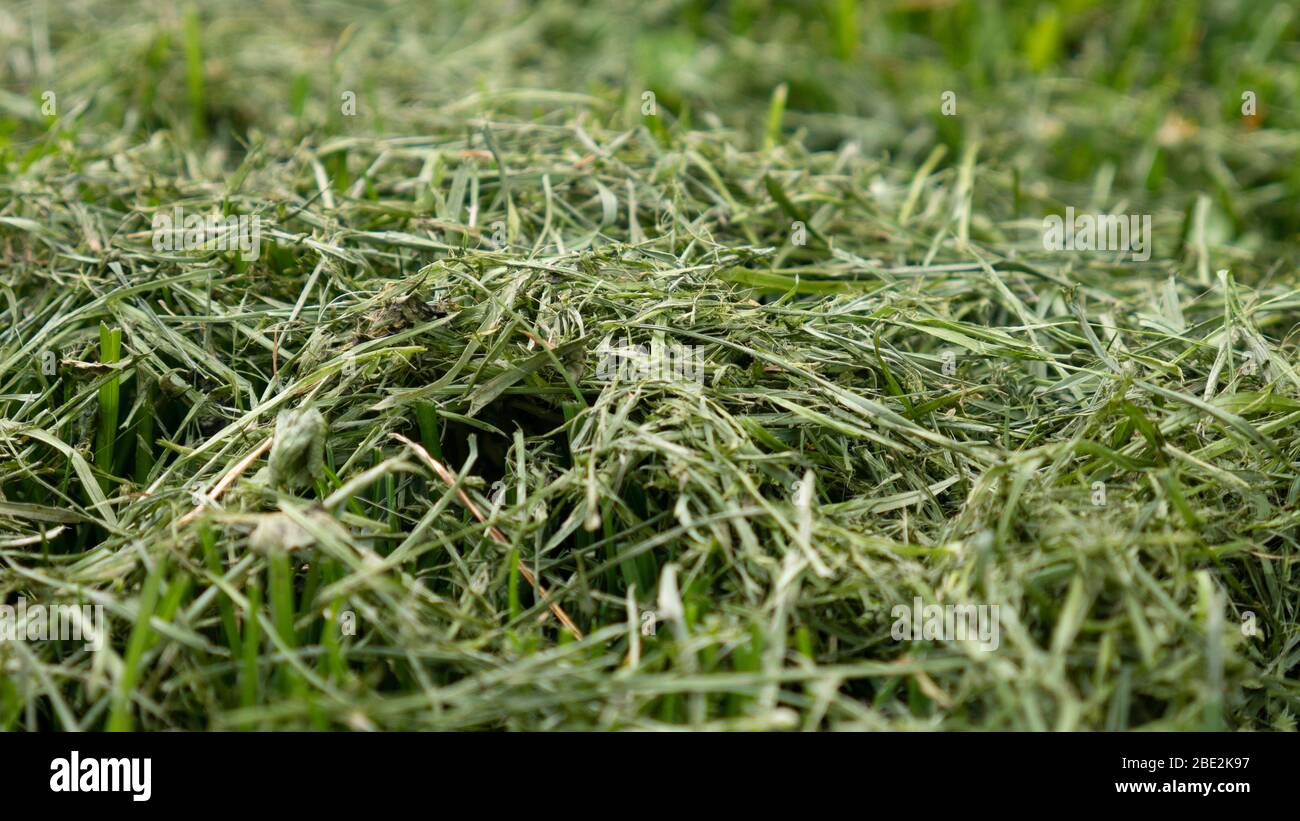 Mowed dry grass texture hi-res stock photography and images - Alamy