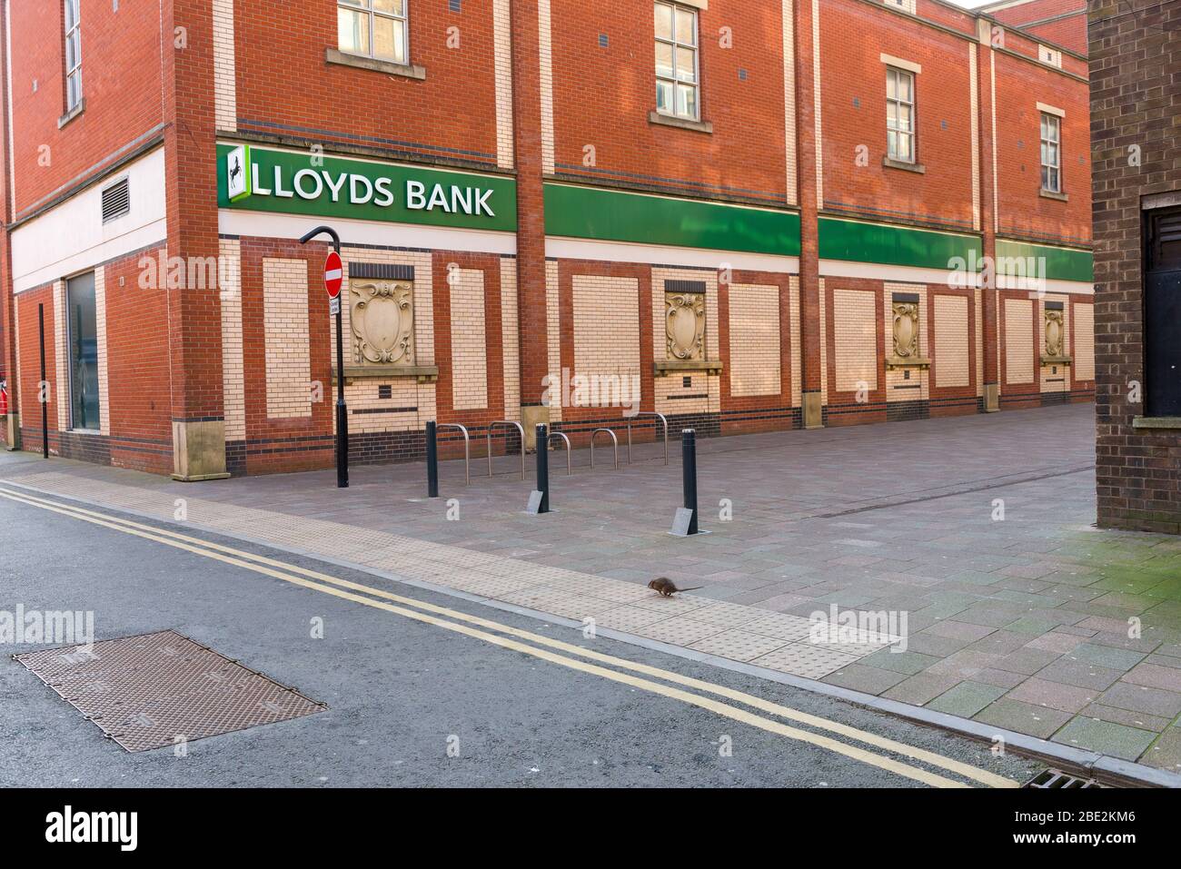 Rat in city centre, Hull, UK Stock Photo - Alamy