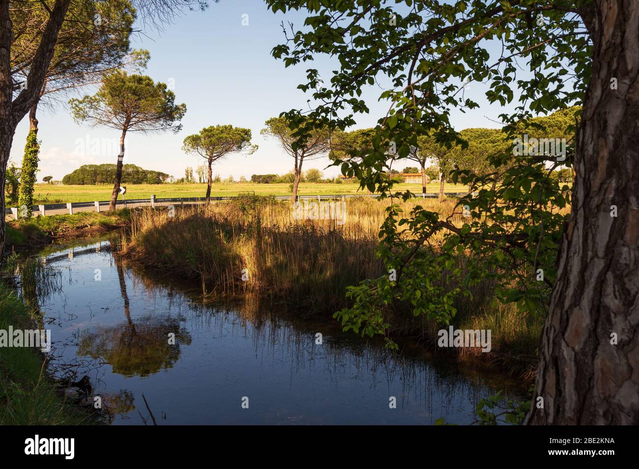 nature scenarios inside the Grado lagoon with plant reflections in ...