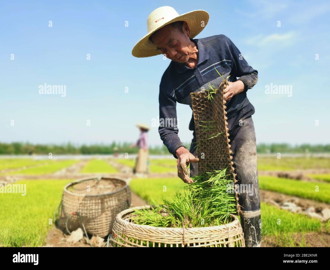 Hunan province rice field hi-res stock photography and images - Alamy