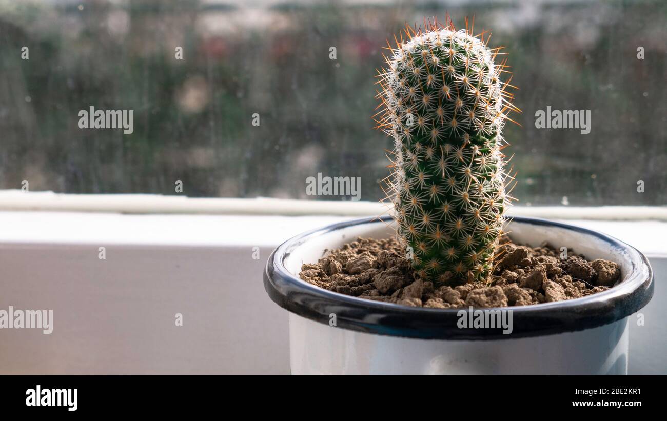 Cactus by the window - close up Stock Photo - Alamy