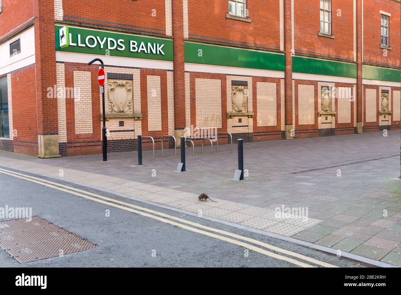 Rat in city centre, Hull, UK Stock Photo - Alamy
