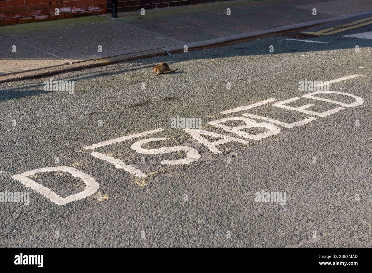 Rat in city centre, Hull, UK Stock Photo - Alamy