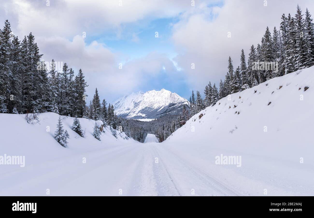 Snow covered and tree lined Maligne Lake Road leading to snow covered ...