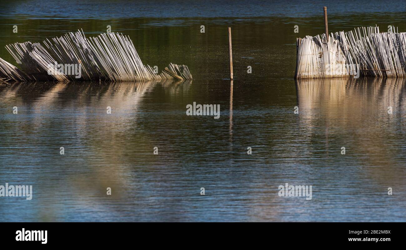 nature scenarios inside the Grado lagoon with plant reflections in ...