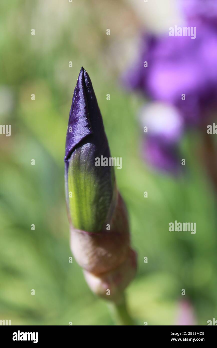 Purple bud hi-res stock photography and images - Alamy