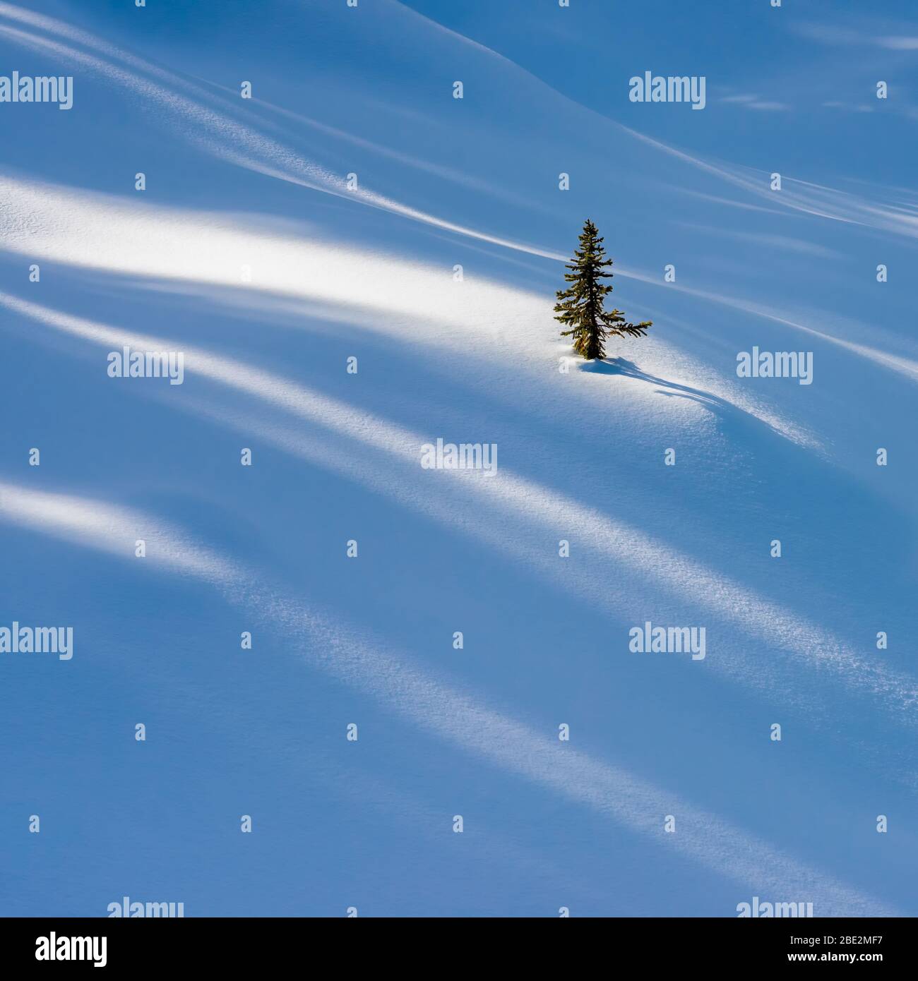Lone pine tree partially buried in a snow drift with dappled light and shadows across the fresh ...