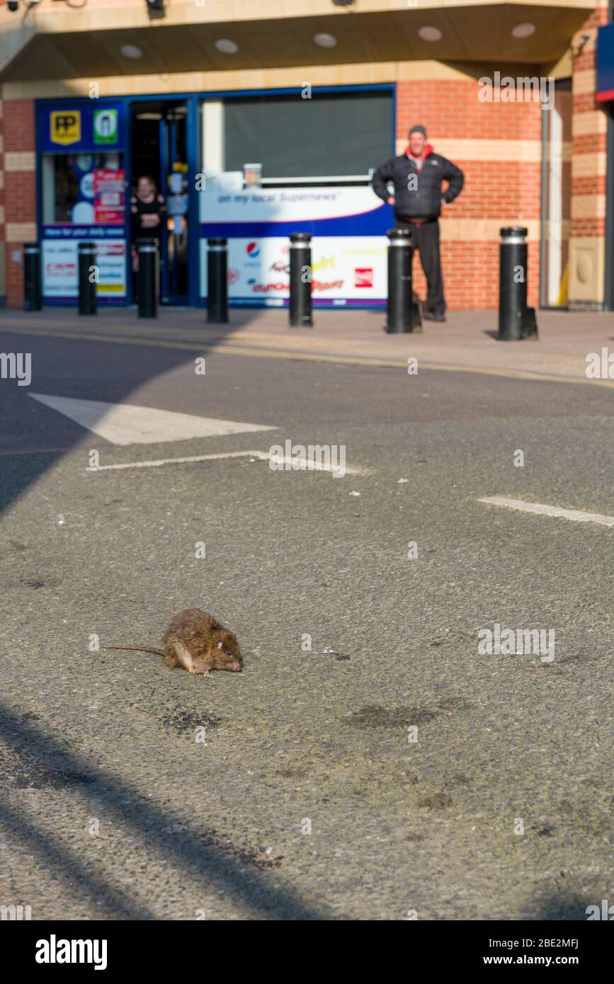 Rat in city centre, Hull, UK Stock Photo - Alamy