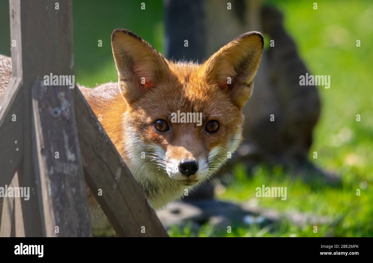 Red Fox Garden High Resolution Stock Photography and Images - Alamy