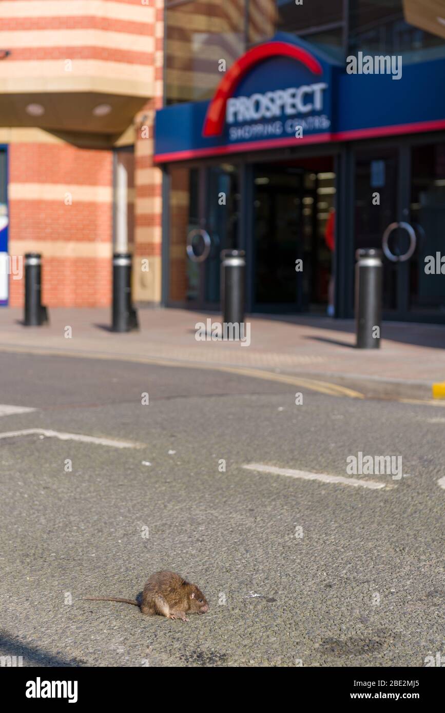 Rat in city centre, Hull, UK Stock Photo - Alamy