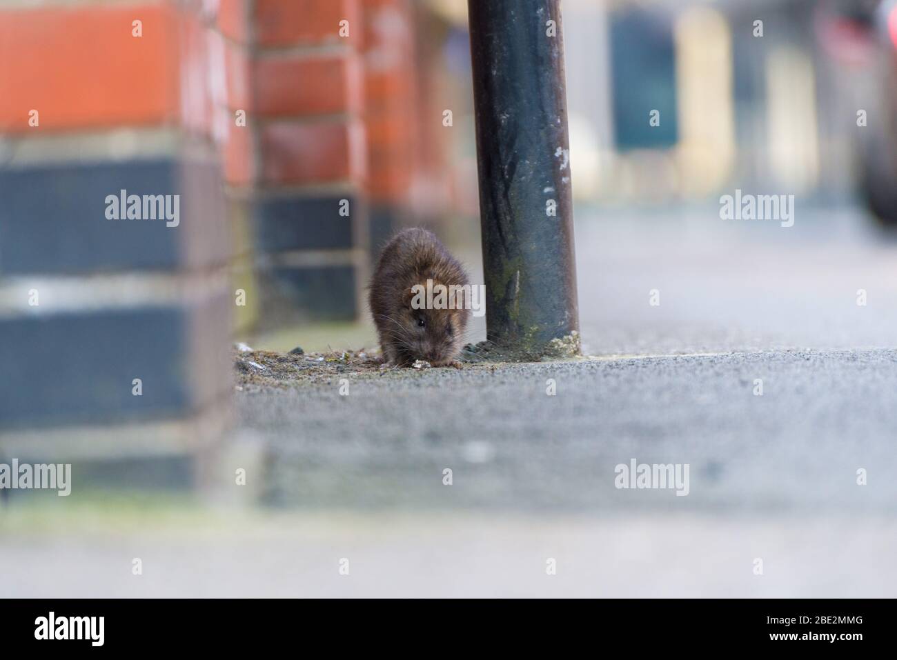 Rat in city centre, Hull, UK Stock Photo - Alamy
