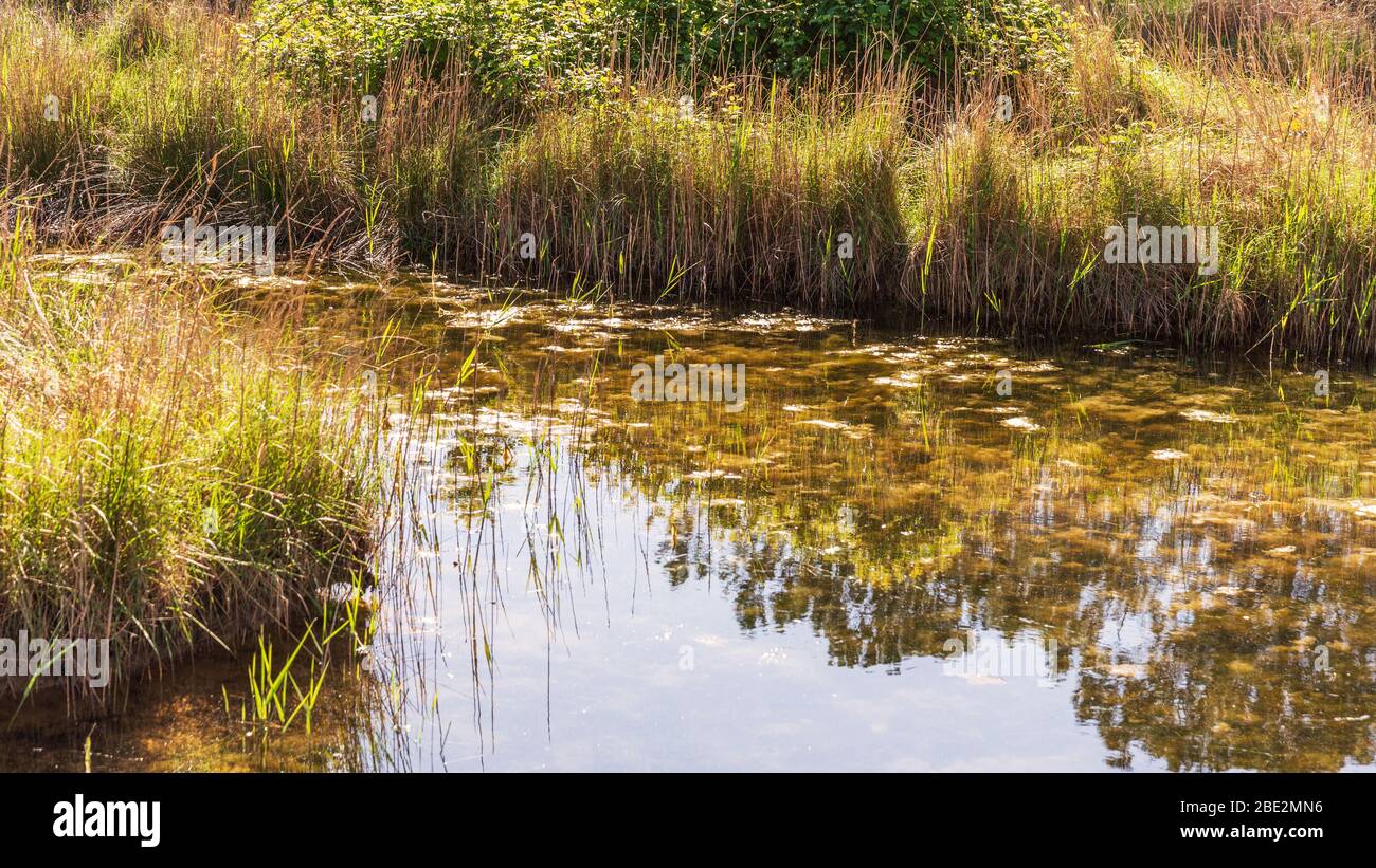nature scenarios inside the Grado lagoon with plant reflections in ...