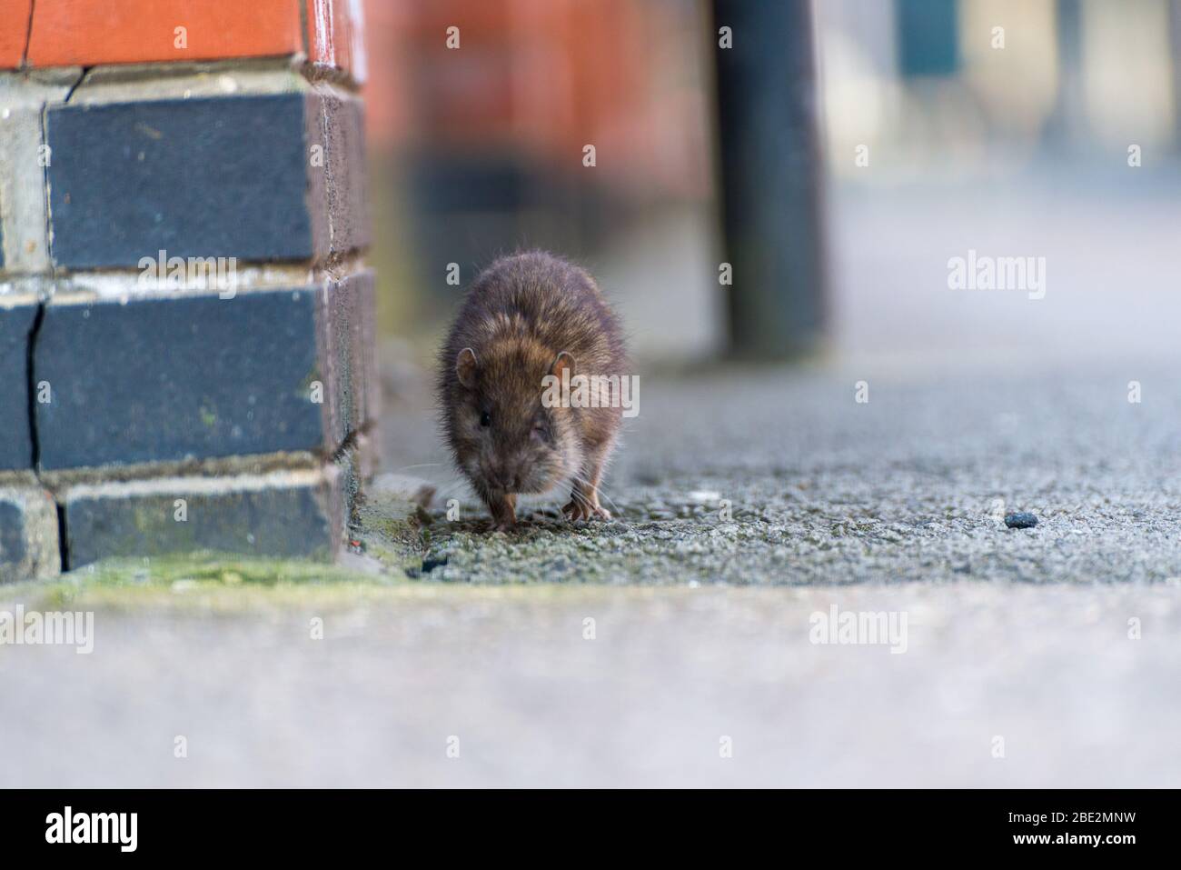 Rat in city centre, Hull, UK Stock Photo - Alamy