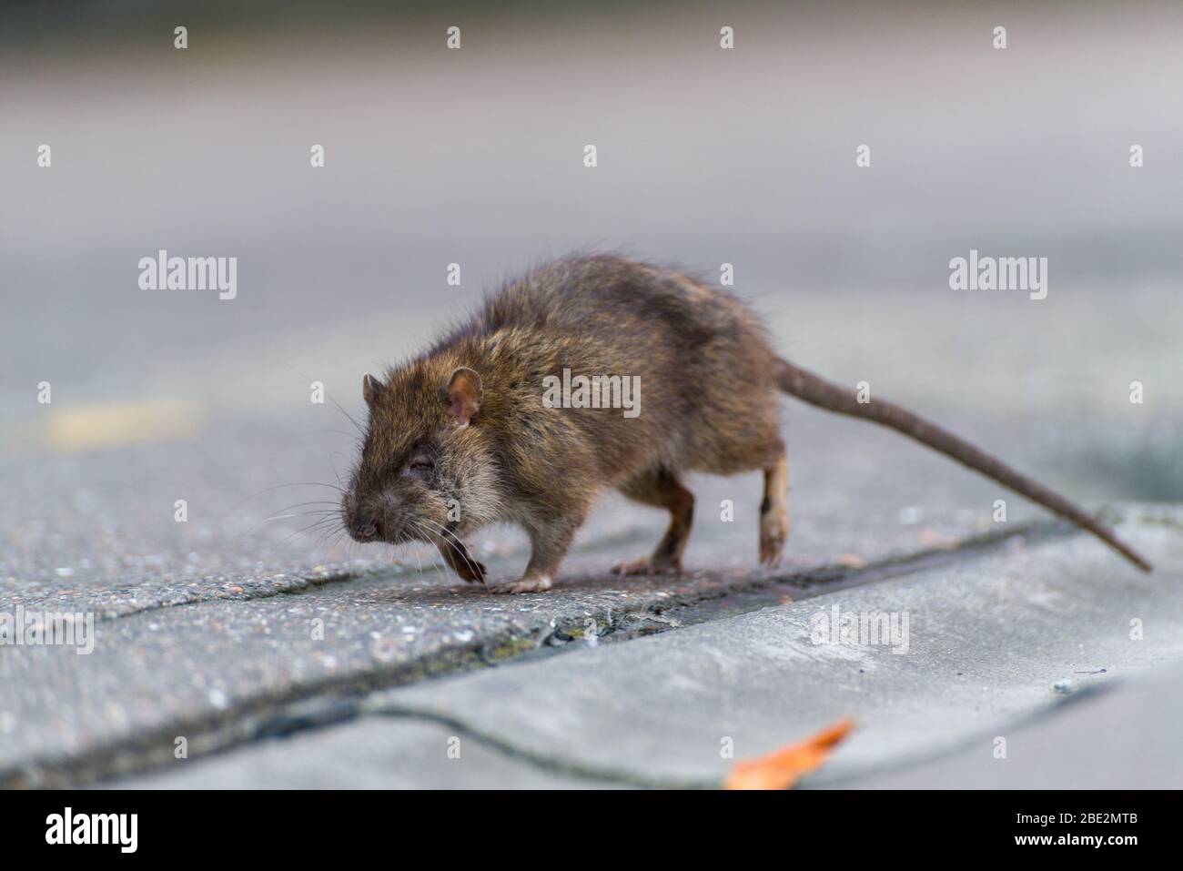 Rat city pavement hi-res stock photography and images - Alamy