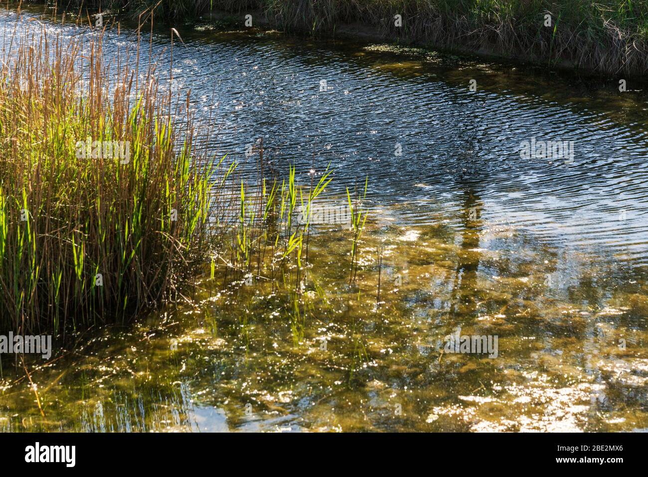 nature scenarios inside the Grado lagoon with plant reflections in ...