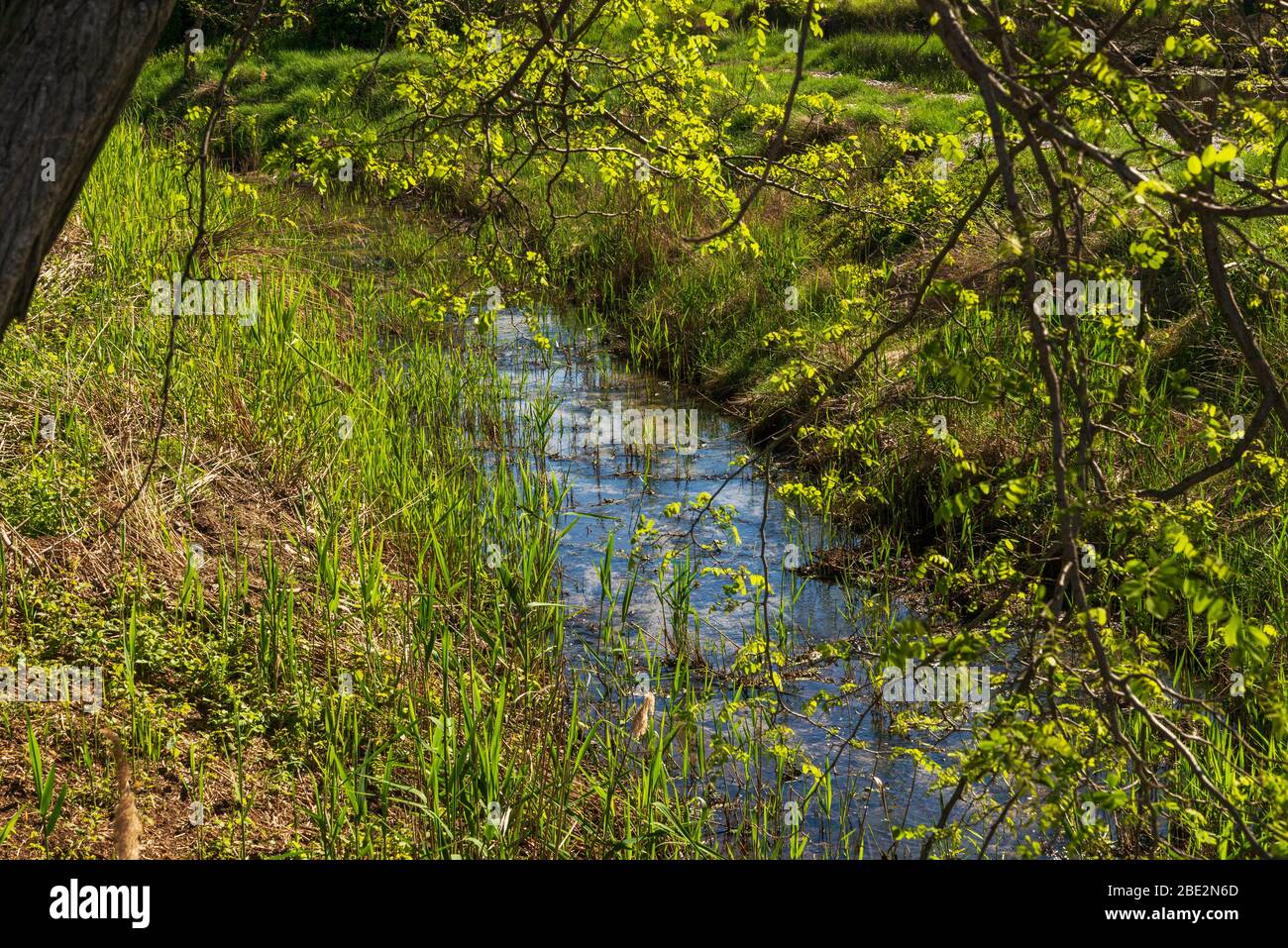 nature scenarios inside the Grado lagoon with plant reflections in ...