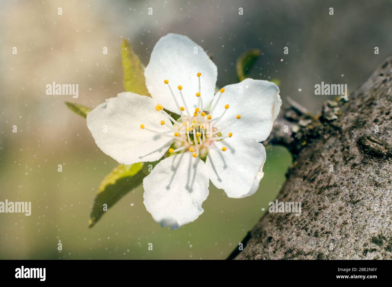 macro photo of a white wild apple tree flower in the sunlight with ...