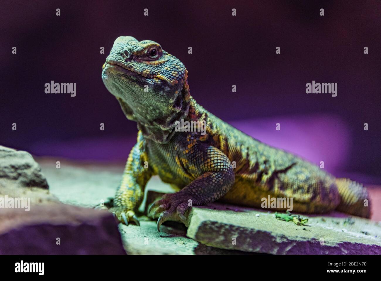 Green lizard at zoo, Germany Stock Photo - Alamy