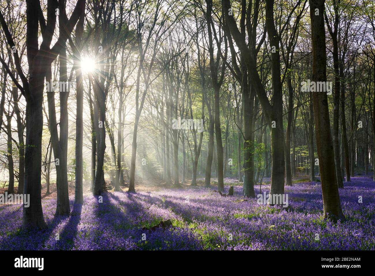 Sunlight streaming through trees in a misty bluebell wood Stock Photo ...