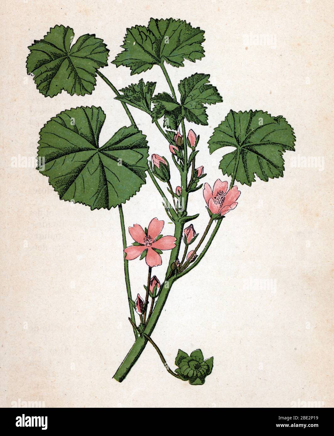 Pianta di malva hi-res stock photography and images - Alamy