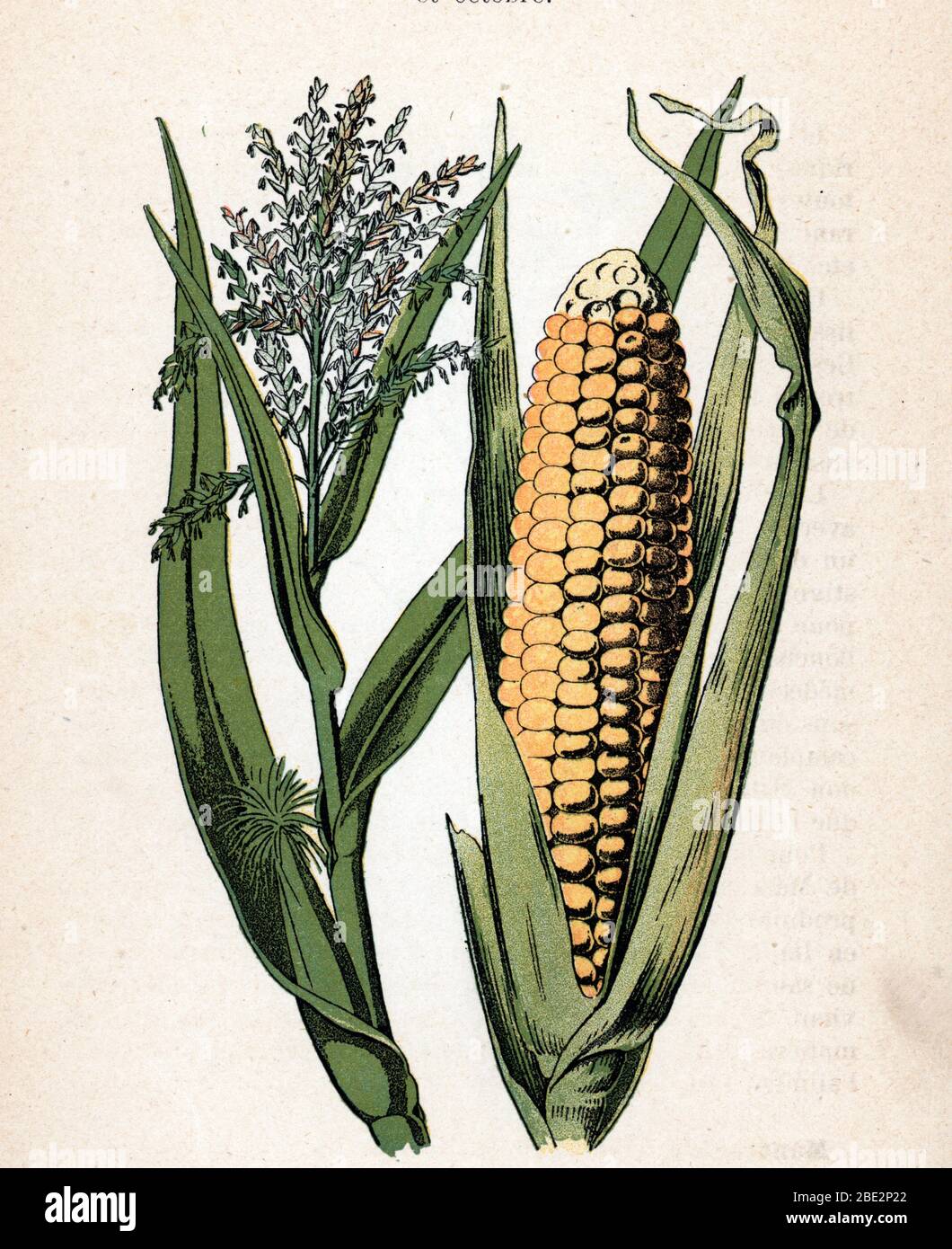 "mais" (Zea mays) (ou ble d'Inde) (maize or corn) Planche de botanique ...