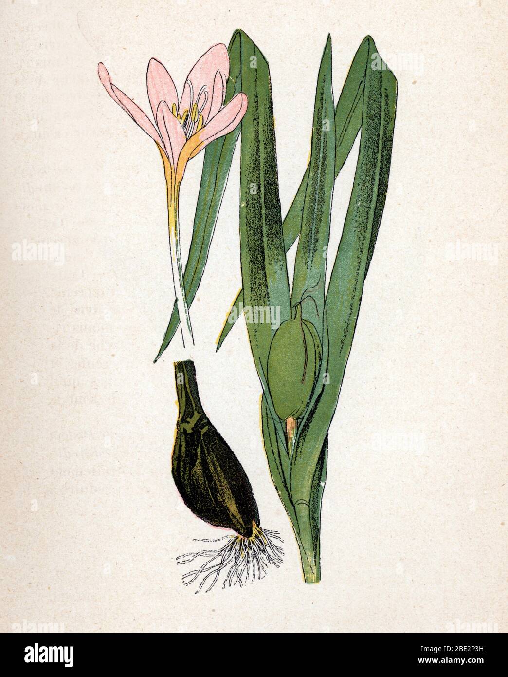 Planche botanique hi-res stock photography and images - Alamy