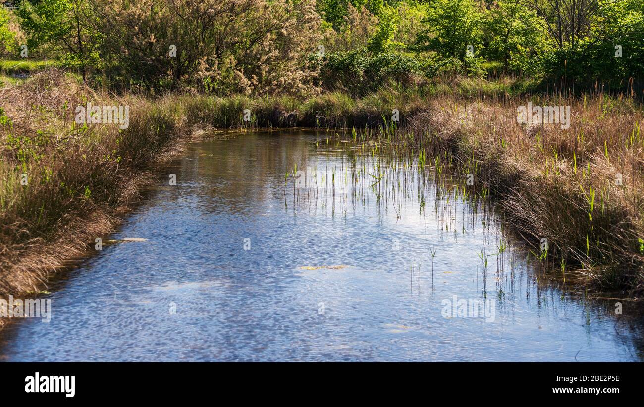 nature scenarios inside the Grado lagoon with plant reflections in ...