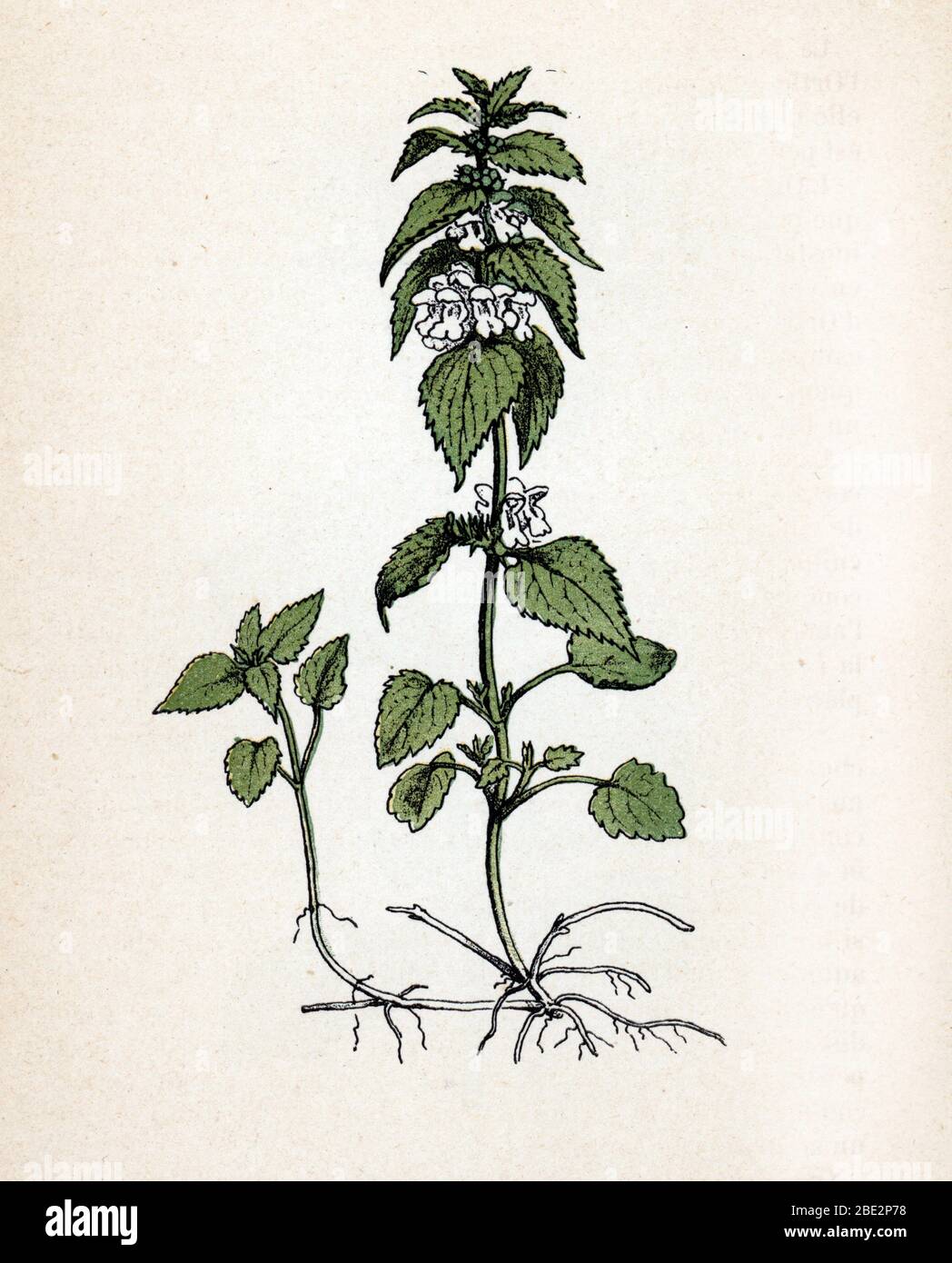 "Ortie blanche" (Lamier blanc) (Lamium album) (white nettle or white ...
