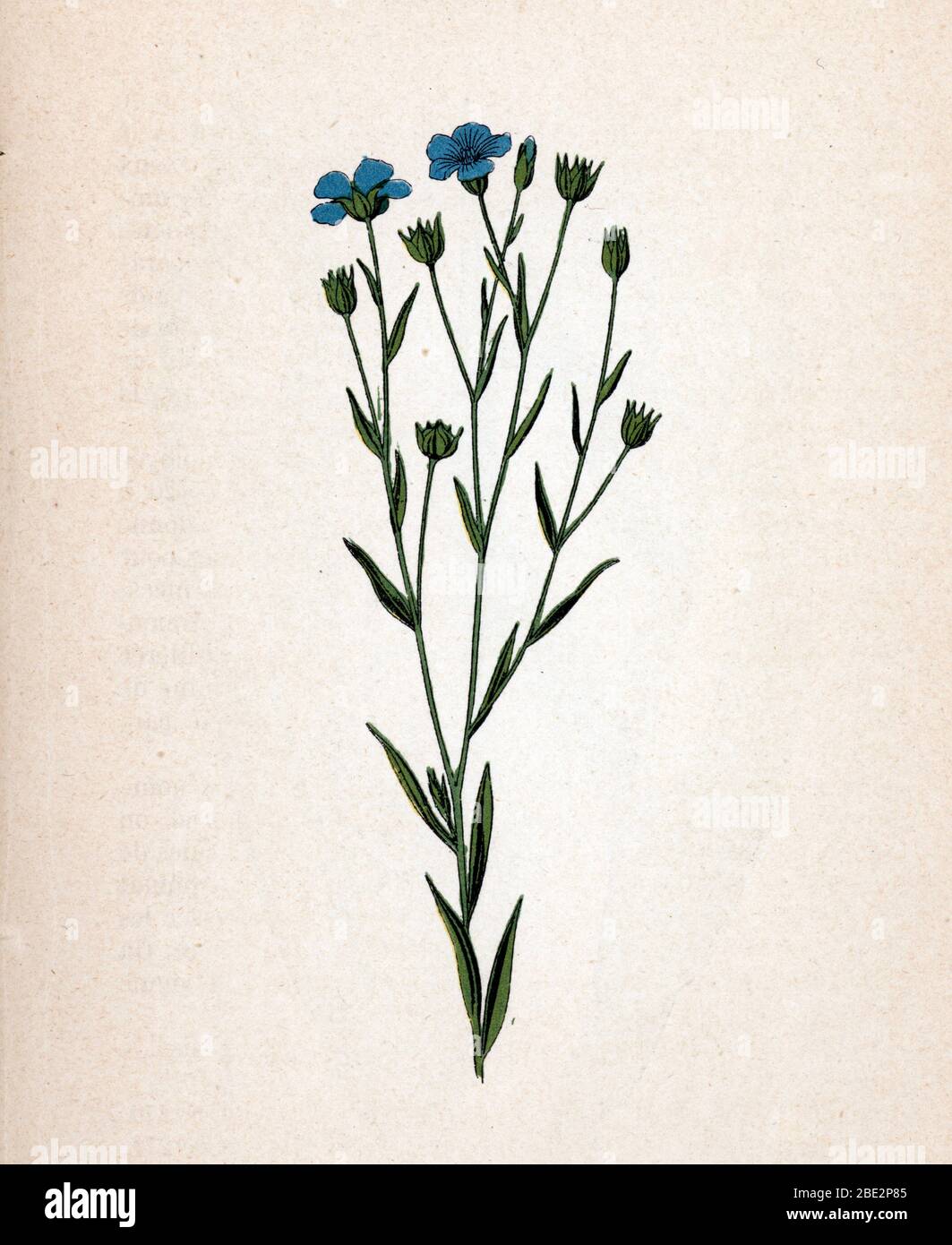 Lin cultive hi-res stock photography and images - Alamy