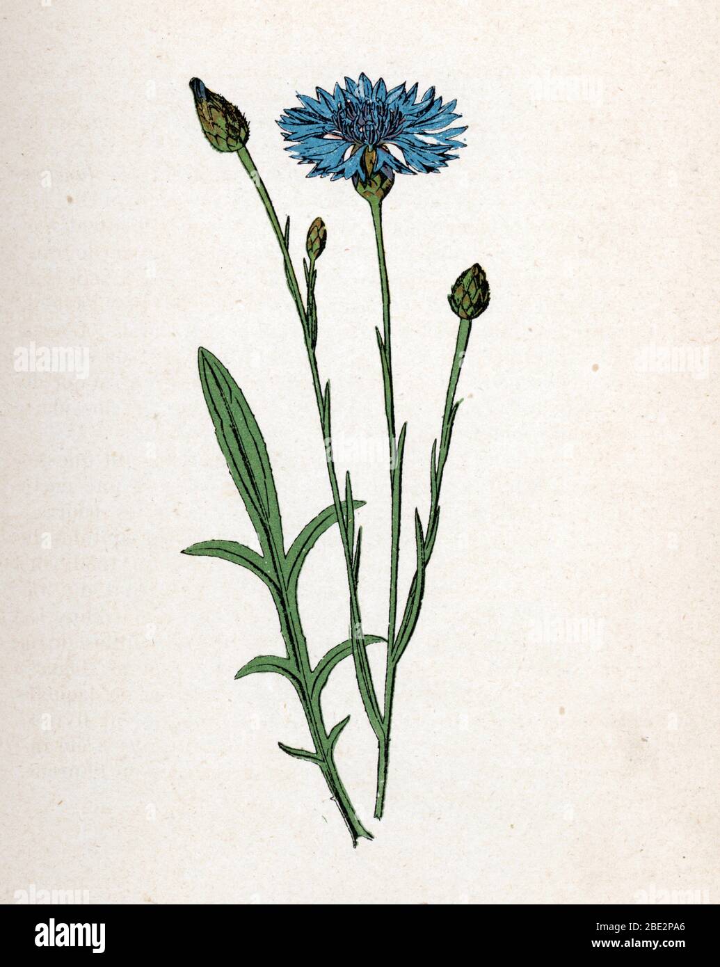 "Bleuet" (Bluet) (Centaurea cyanus) (cornflower, bachelor's button ...