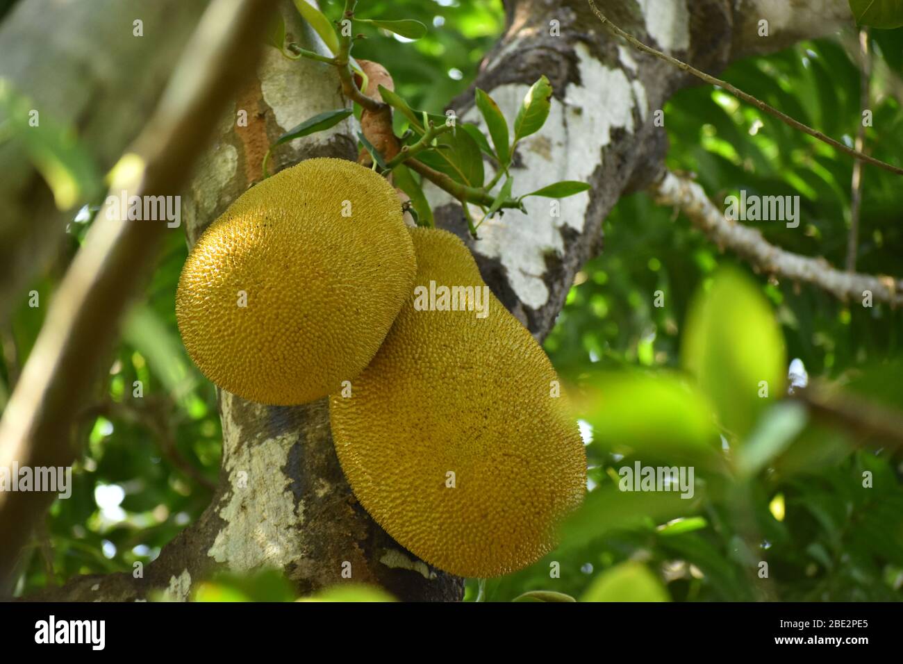 Ripe jacfruit hi-res stock photography and images - Alamy