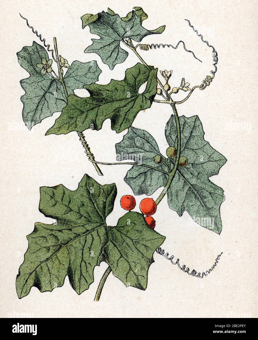 "Bryone dioique (Bryonia dioica) (navet du diable) (red bryony) Planche ...