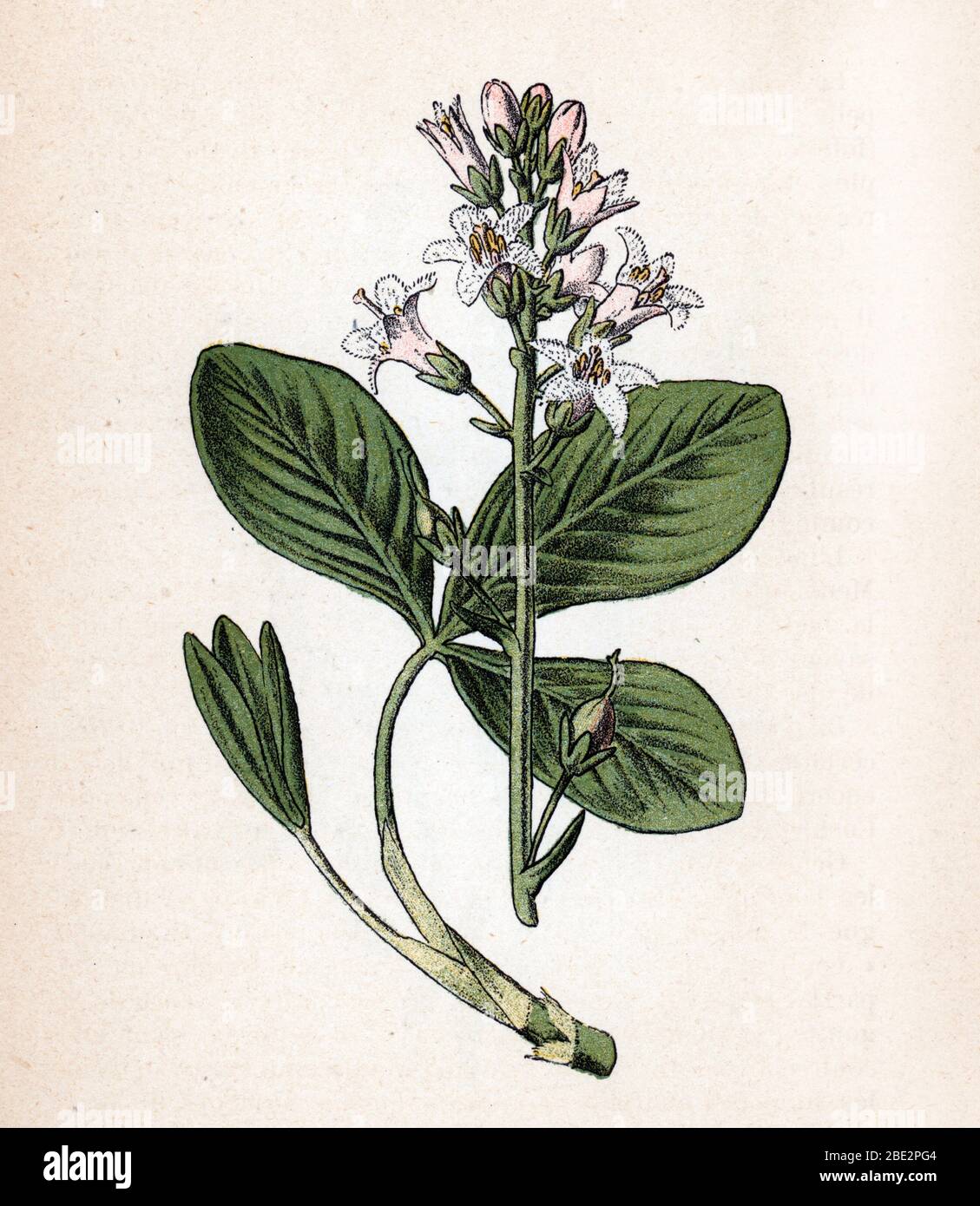 "Menyanthe ou trefle d'eau" (Menyanthes trifoliata) (Bog-bean or ...