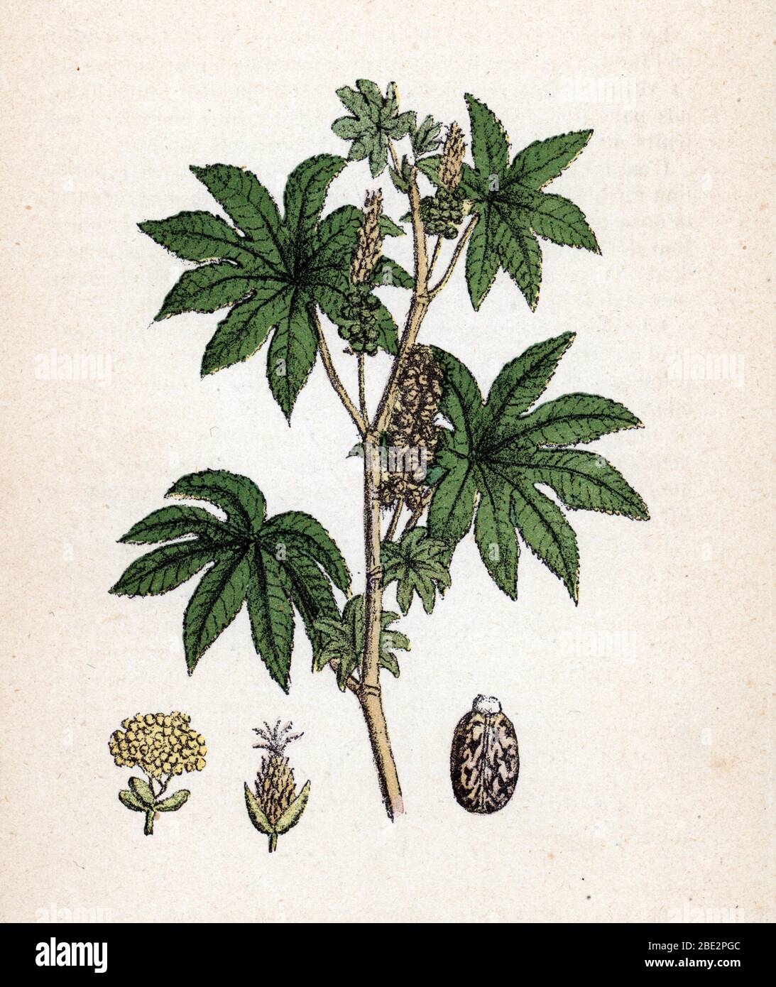 Pianta di ricinus communis hi-res stock photography and images - Alamy