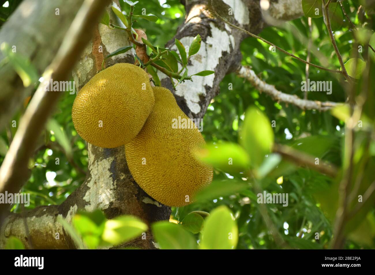 Jackfruit ripe hi-res stock photography and images - Alamy