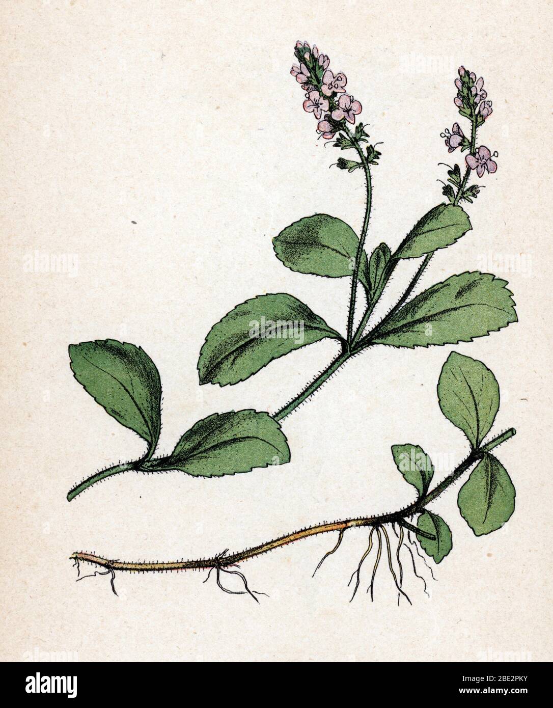 "The d'Europe ou Veronique officinale" (Veronica officinalis) (heath ...