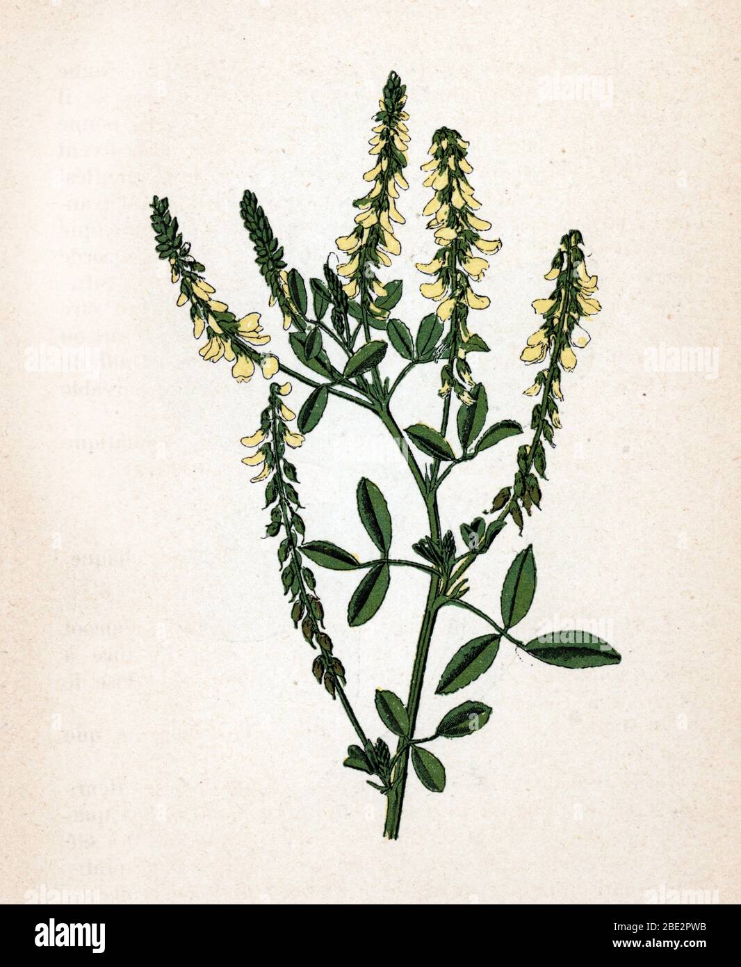 Melilot jaune hi-res stock photography and images - Alamy