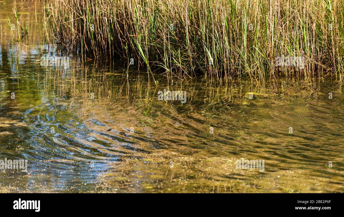 nature scenarios inside the Grado lagoon with plant reflections in ...