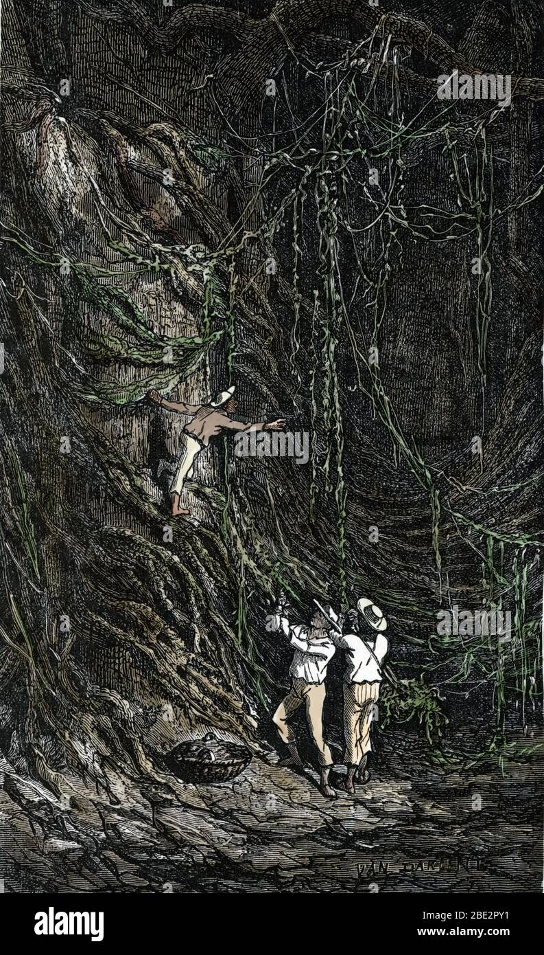 La recolte de la vanille dans les sous-bois, Ile de la Reunion (Vanilla ...