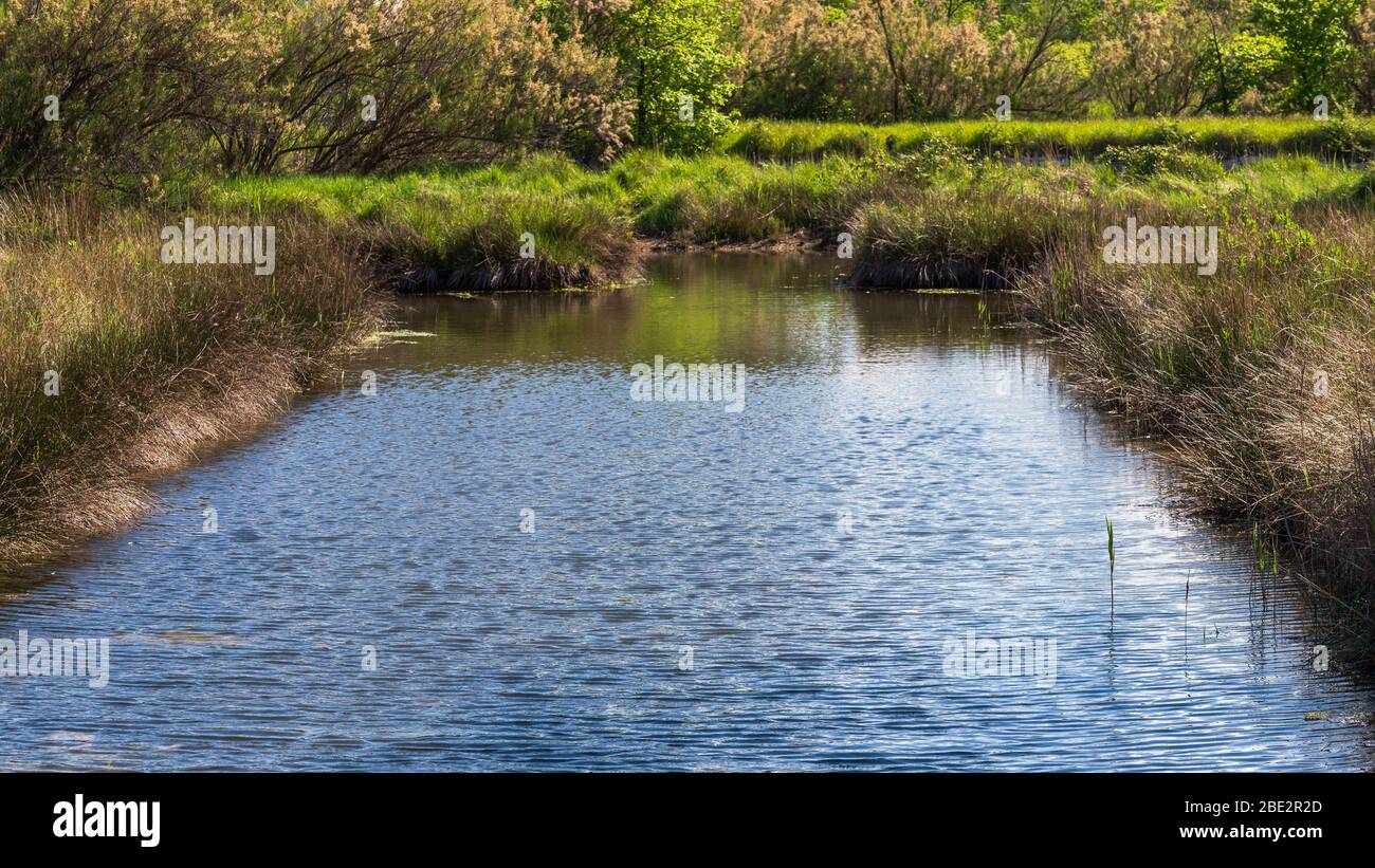 nature scenarios inside the Grado lagoon with plant reflections in ...
